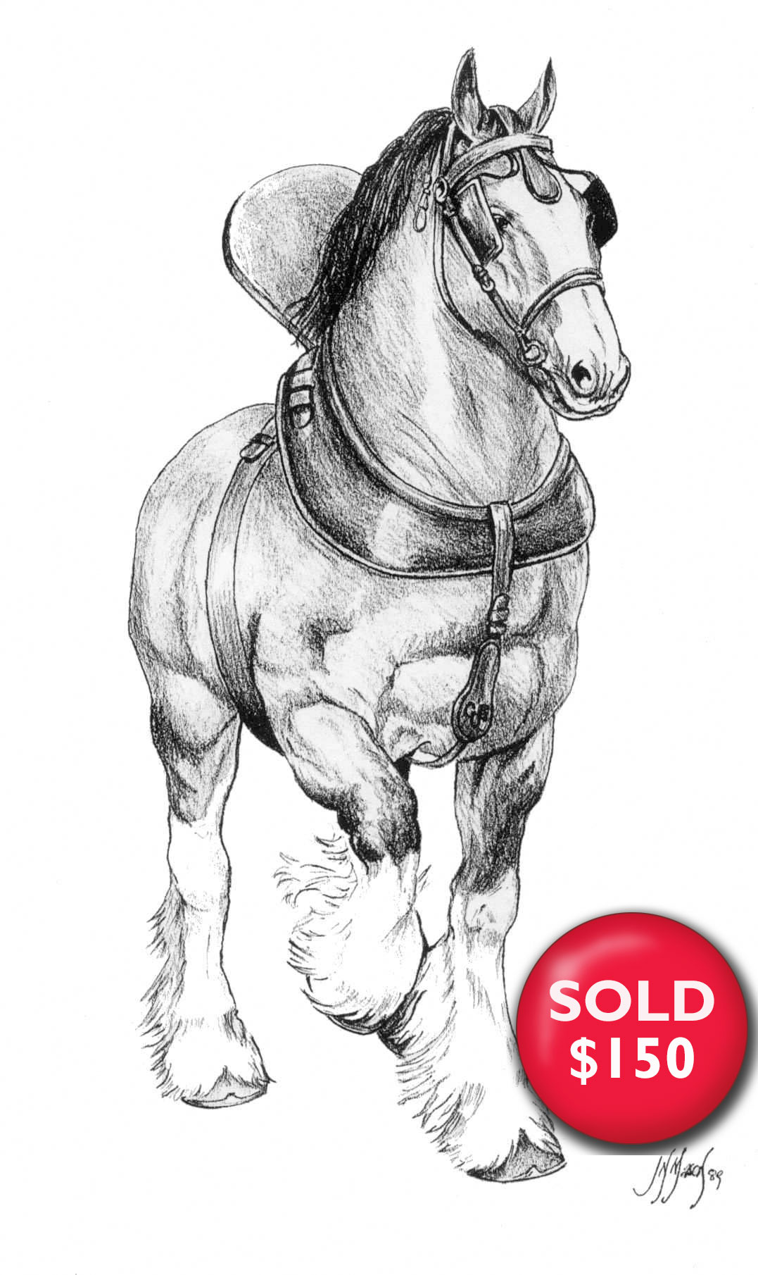 Shire Horse - John N Mason