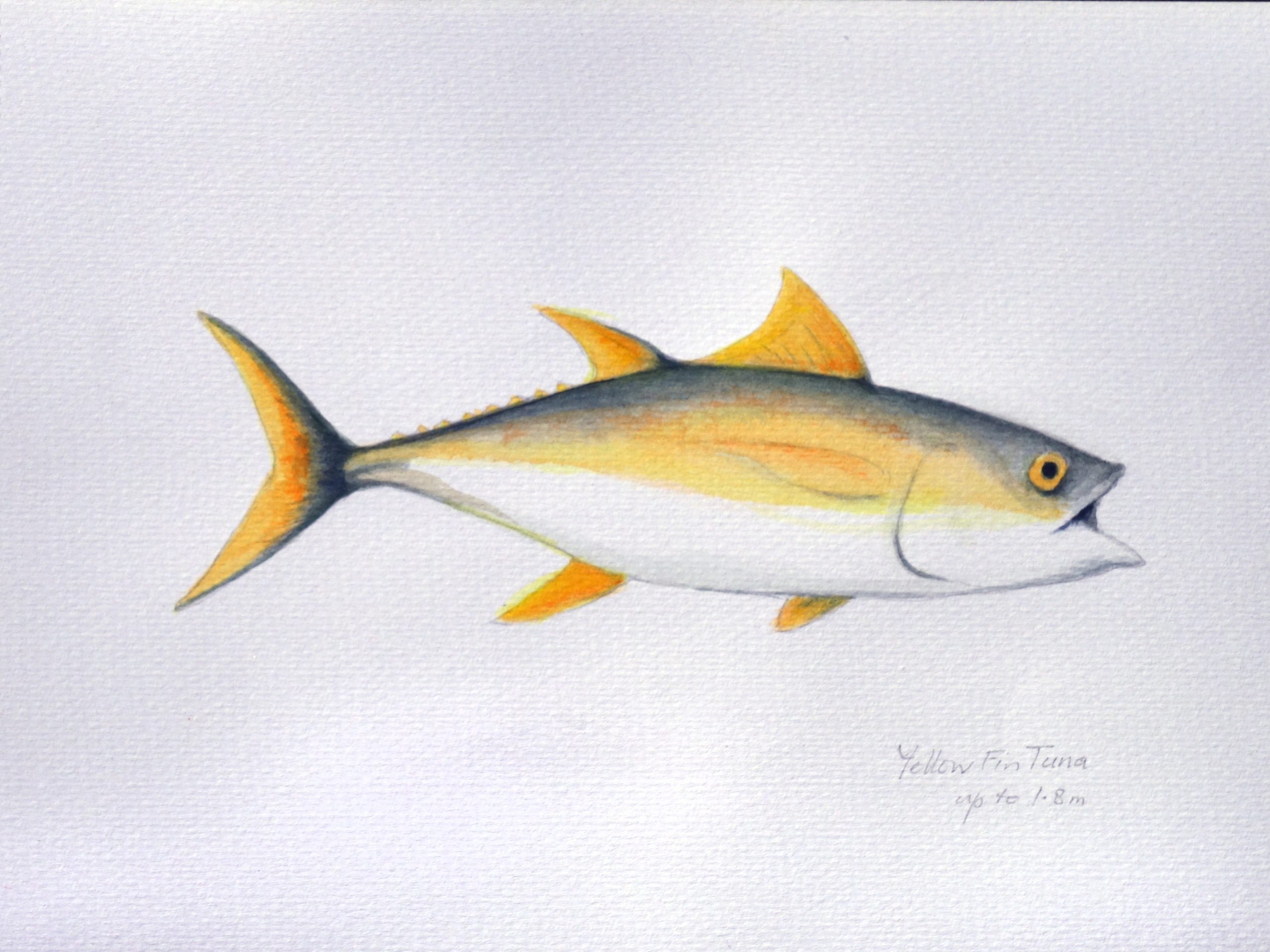 Yellow Fin Tuna - John N Mason